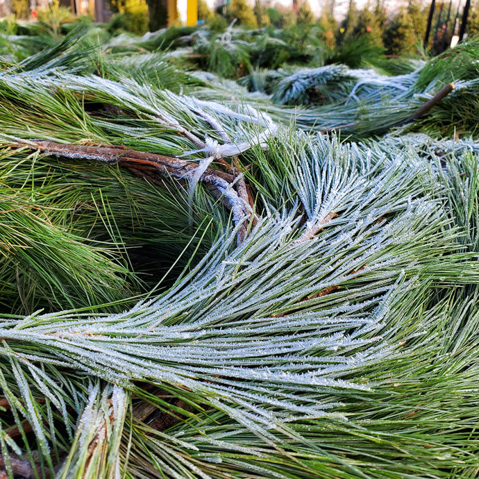 Christmas Roping – Holly Days Nursery