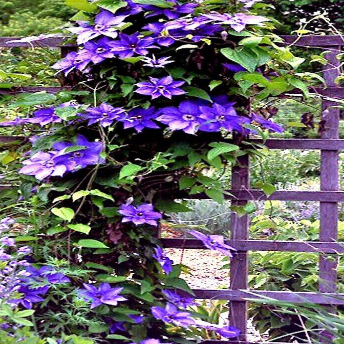 Ground Cover – Holly Days Nursery