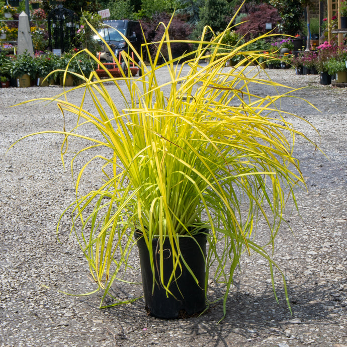 Aurea Gold Sedge – Holly Days Nursery