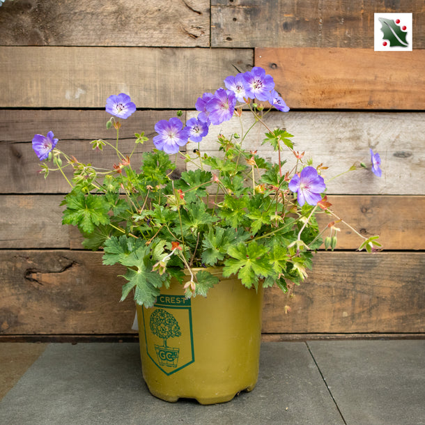 Hardy Geranium – Holly Days Nursery