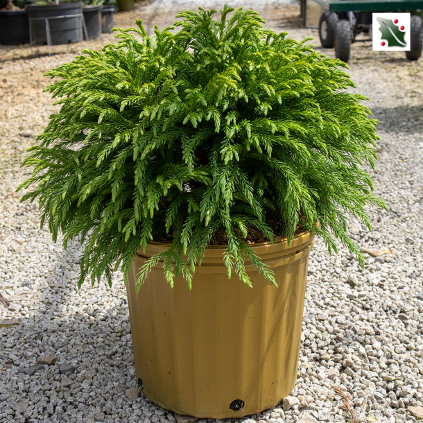 Dwarf Japanese Cedar – Holly Days Nursery