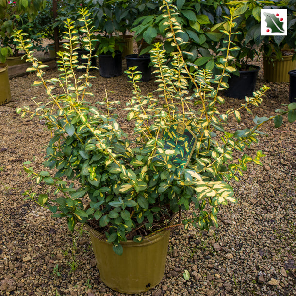 Moonshadow Euonymus – Holly Days Nursery