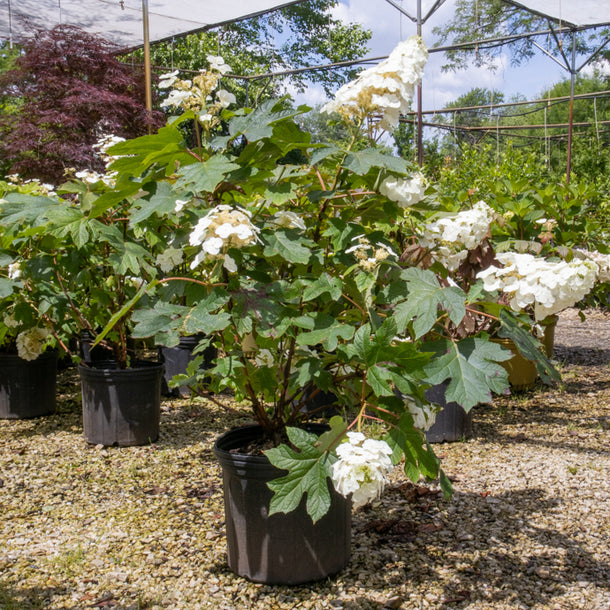Ruby Slippers Oakleaf Hydrangea – Holly Days Nursery
