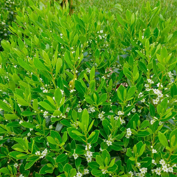 Shamrock Inkberry – Holly Days Nursery