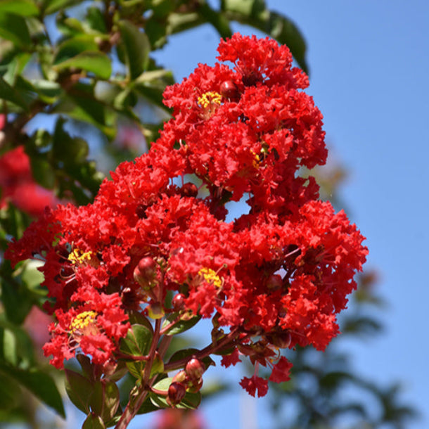 Miss Frances Crape Myrtle – Holly Days Nursery