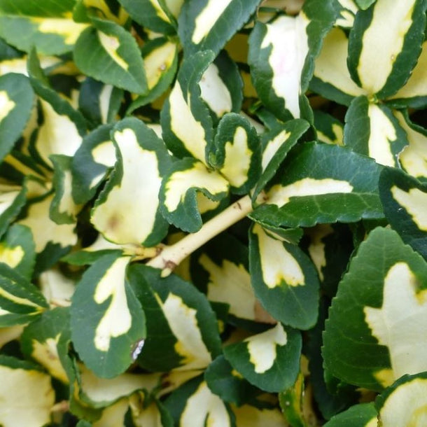Moonshadow Euonymus – Holly Days Nursery