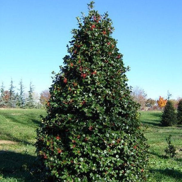 Dragon Lady Holly – Holly Days Nursery