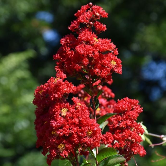 Red Rocket Crape Myrtle – Holly Days Nursery