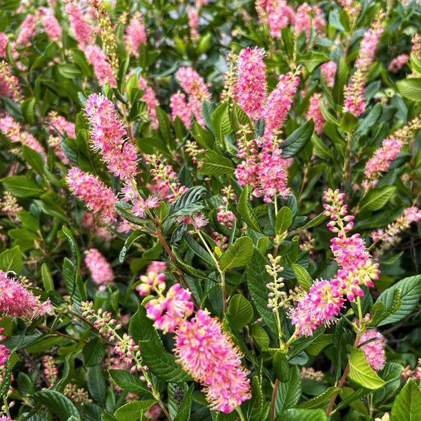 Ruby Spice Summersweet – Holly Days Nursery