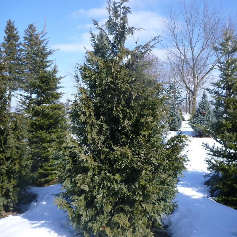 Blue Alaskan Cedar – Holly Days Nursery