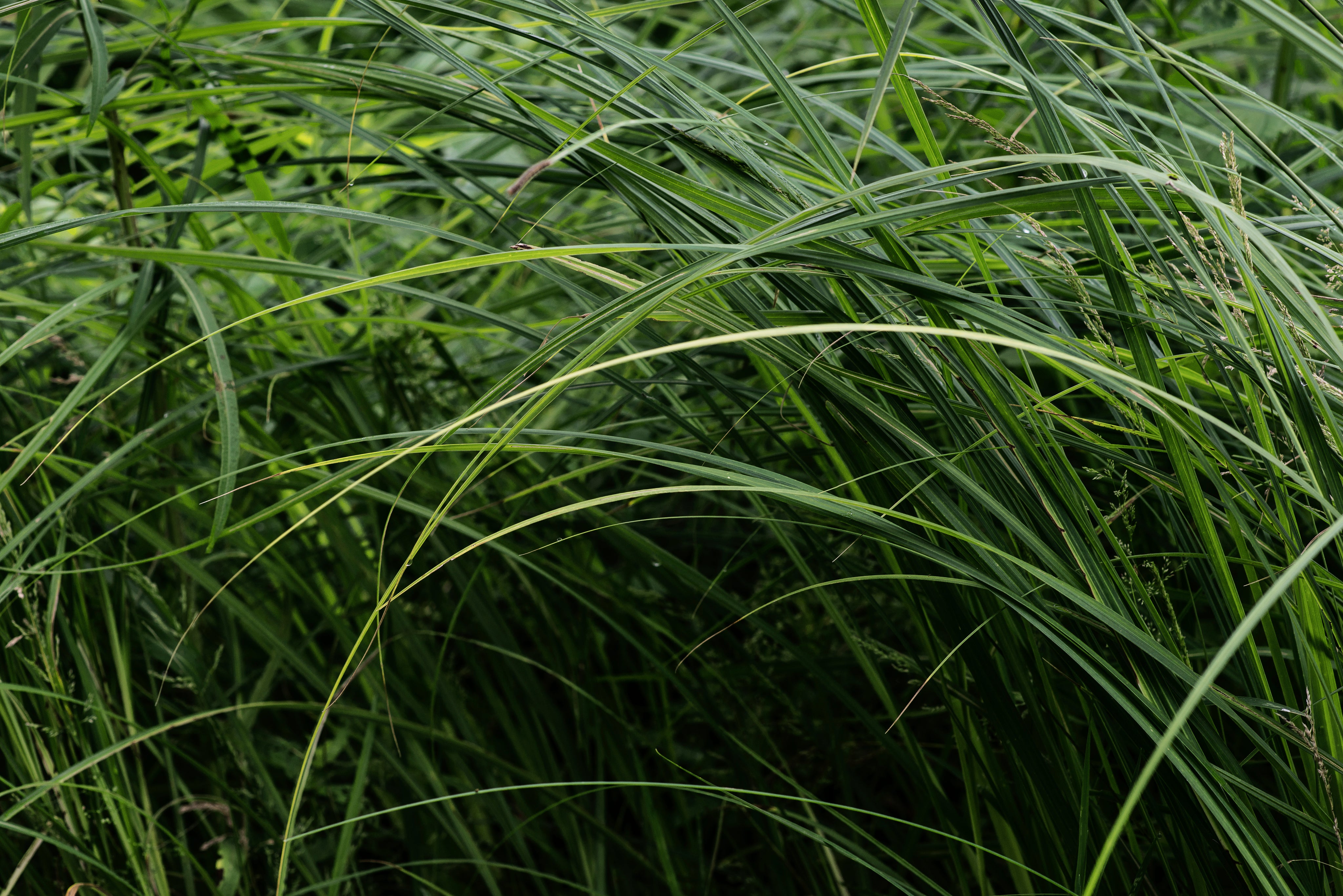 Grasses – Holly Days Nursery