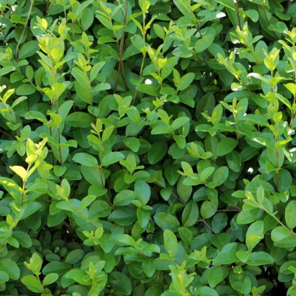 Deciduous Shrubs – Page – Holly Days Nursery