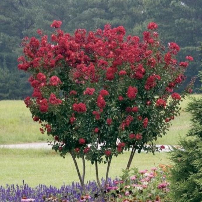 Red Rocket Crape Myrtle – Holly Days Nursery
