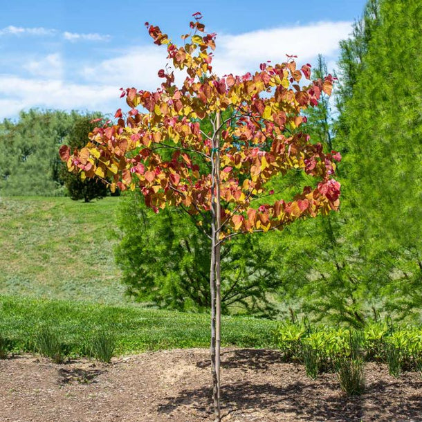 Flame Thrower Redbud – Holly Days Nursery