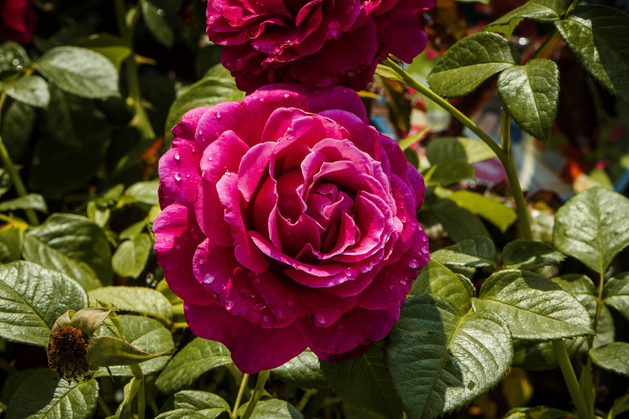 Perennials – Holly Days Nursery