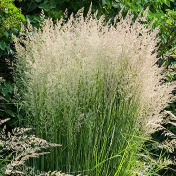 Grasses – Holly Days Nursery