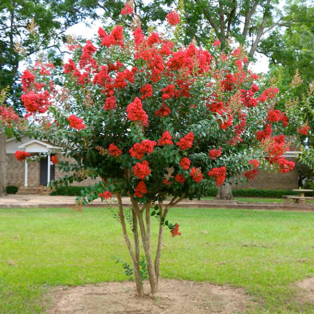 Miss Frances Crape Myrtle – Holly Days Nursery