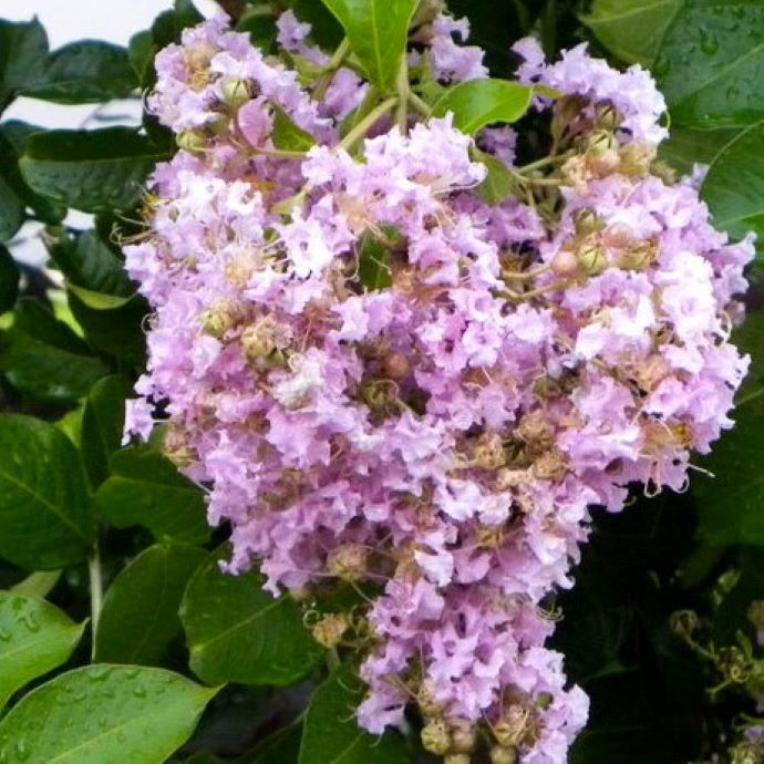 Muskogee Crape Myrtle – Holly Days Nursery