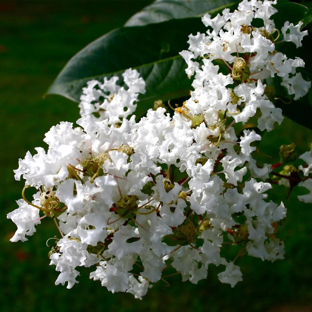 Natchez Crape Myrtle─Lagerstroemia – Holly Days Nursery