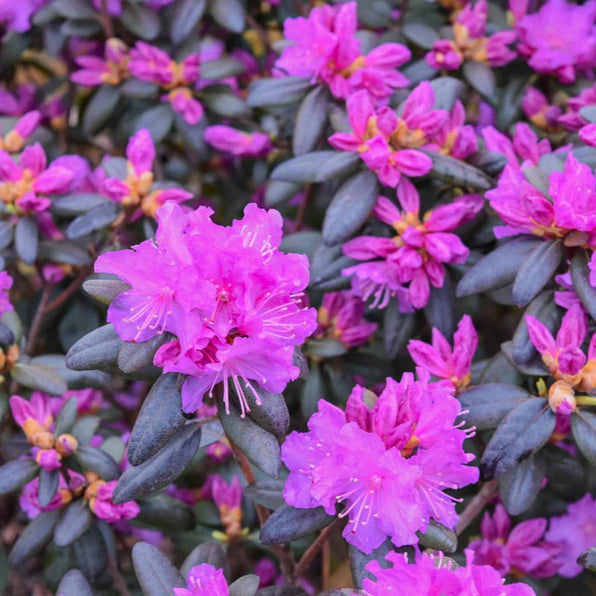 Flowering Shrubs – Holly Days Nursery