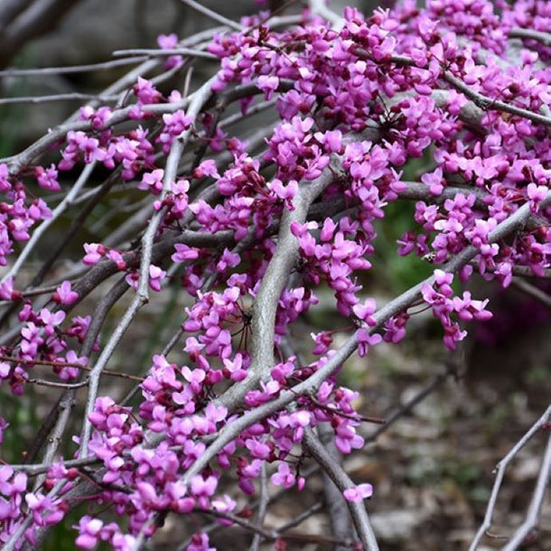 Ruby Falls Weeping Redbud – Holly Days Nursery