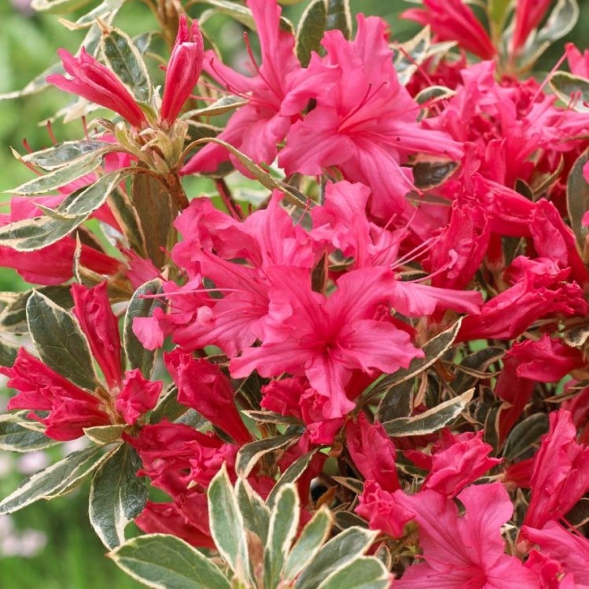 Silver Sword Azalea – Holly Days Nursery