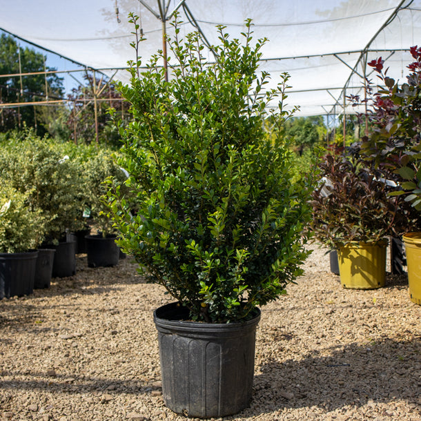 Steeds Holly – Holly Days Nursery
